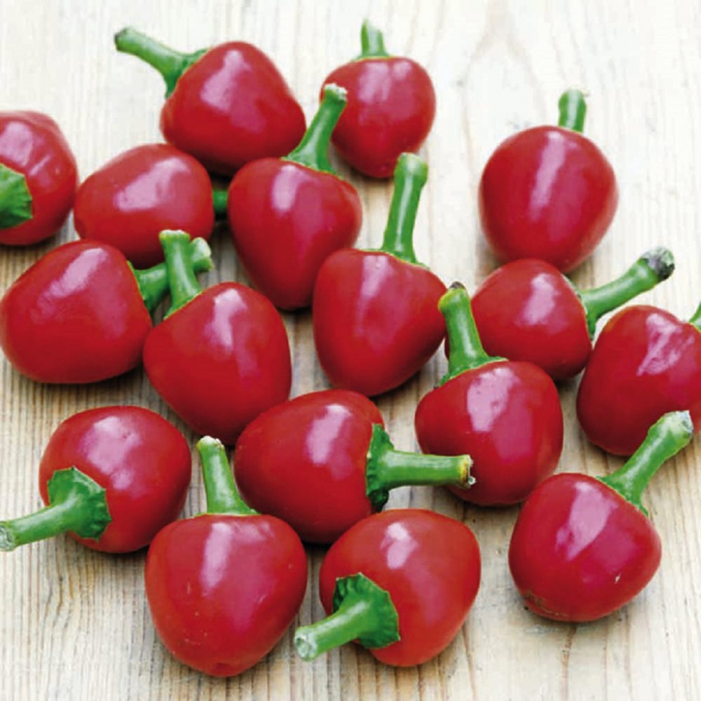 Перец Черри Фото – Telegraph