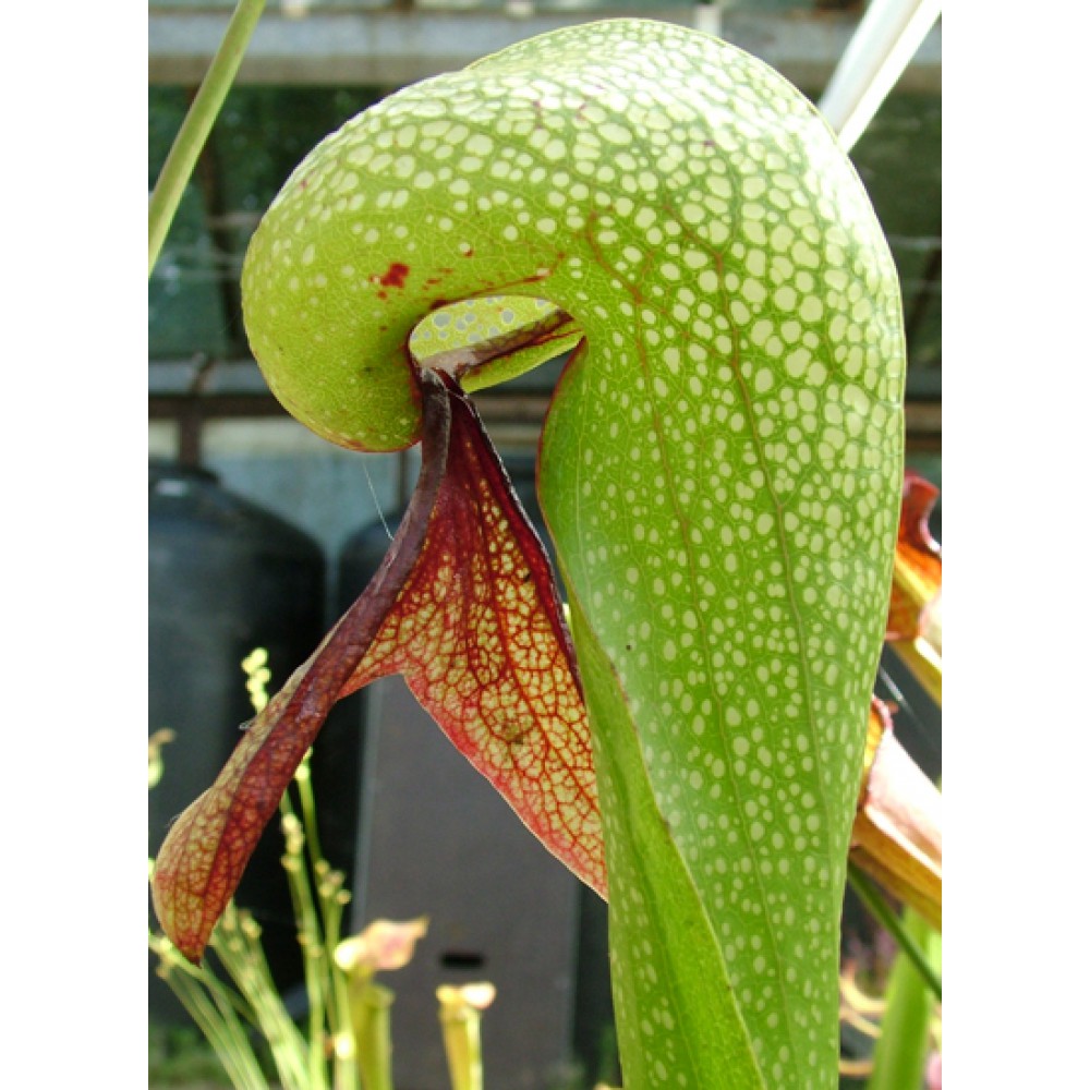گیاه گوشت خوار کبری
